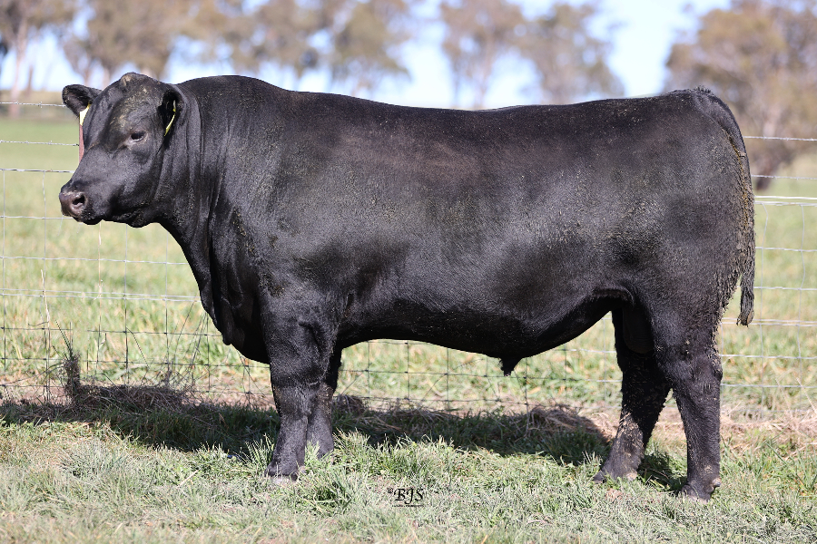 Lot 18 - KAROO L519 INTENSITY T188 | AuctionsPlus