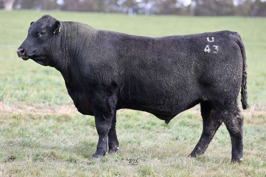 Lot 27 - KAROO M6 MOE U43 | AuctionsPlus