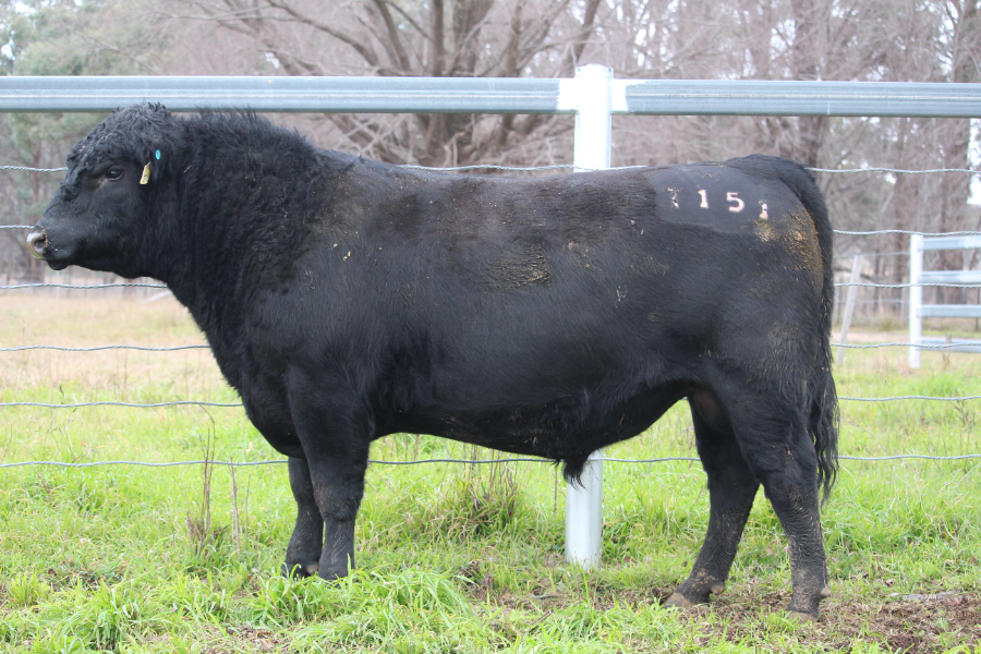 Lot 53 - EASTERN PLAINS TRAHLEE T151 | AuctionsPlus