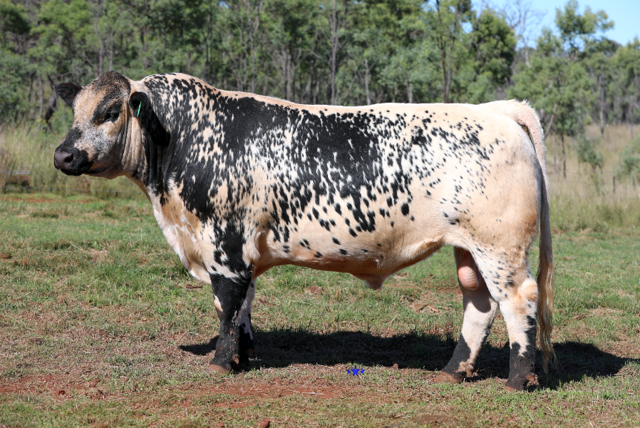 Lot 3 - ADELSON 23E KEVIN T6 (AI) (ET) (P) | AuctionsPlus