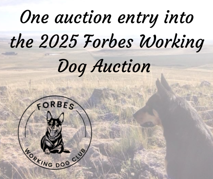Lot 16 - 2025 Forbes Working Dog Auction Entry | AuctionsPlus