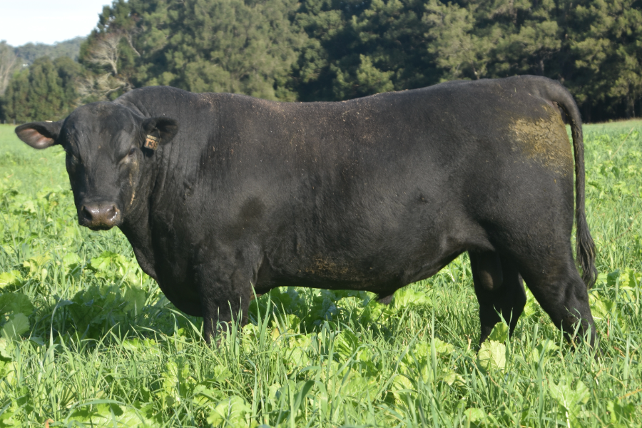 Lot 14 - Promised Land Powerpoint T39 PV | AuctionsPlus