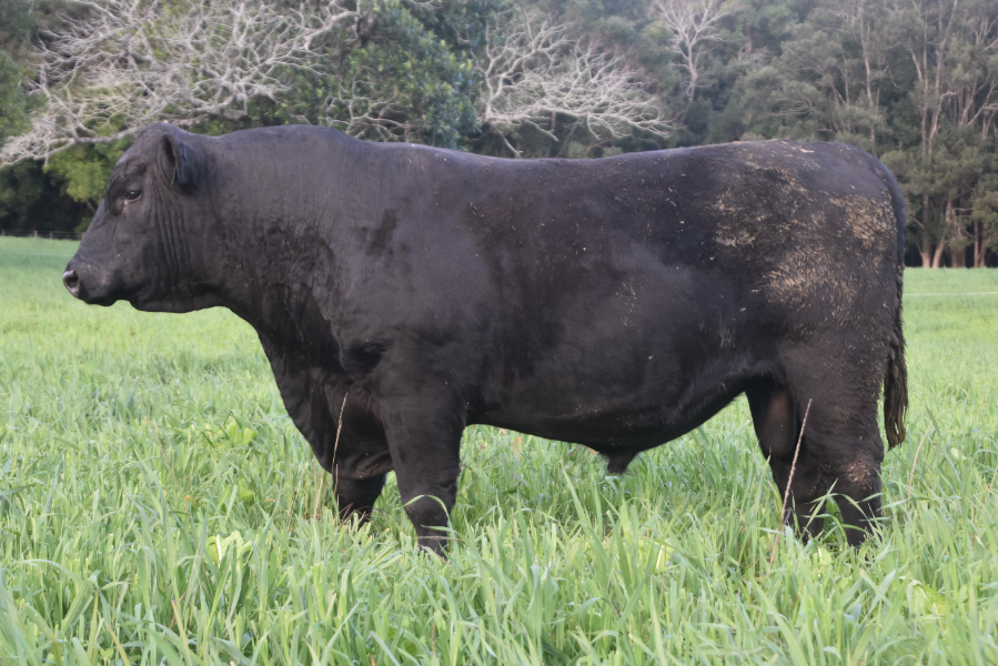 Lot 15 - Promised Land Beast Mode T41 | AuctionsPlus