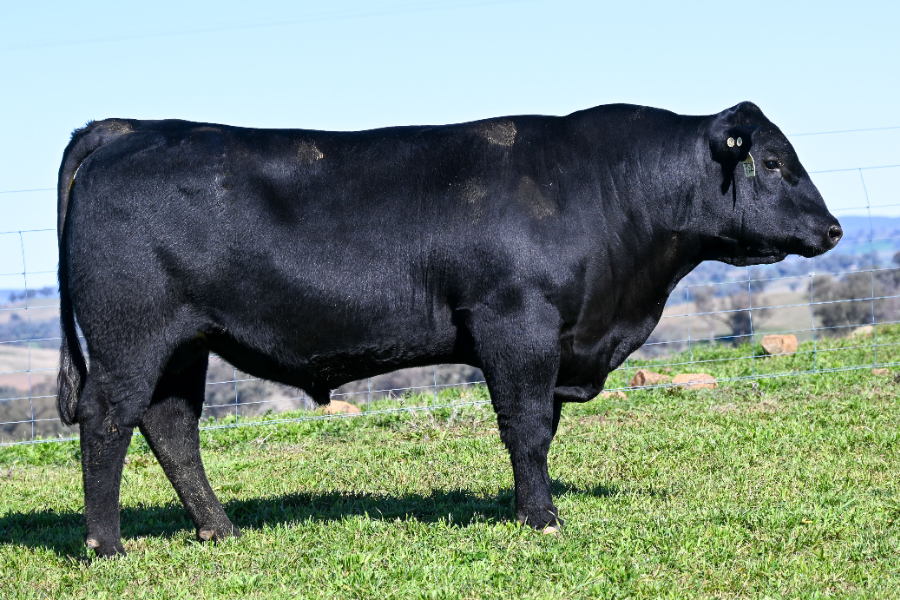 Lot 30 - JADA TEQUILA T525 (PV) | AuctionsPlus