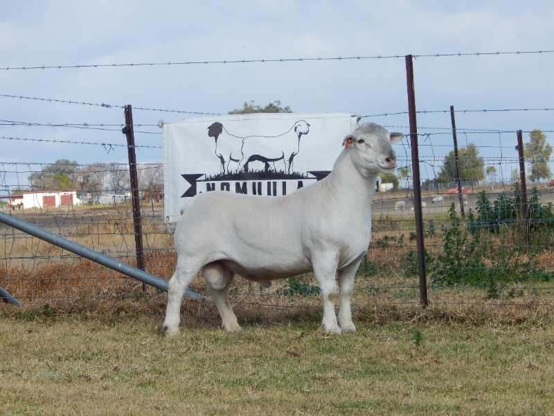 Lot 55 - NOMUULA 220061 | AuctionsPlus