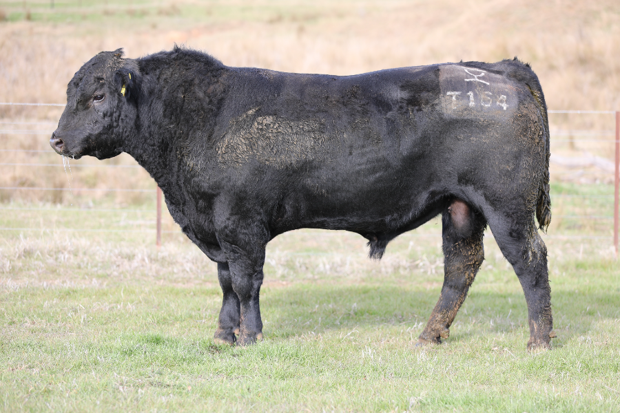 Lot 25 - MUNDARLO TOPGUN T164 | AuctionsPlus
