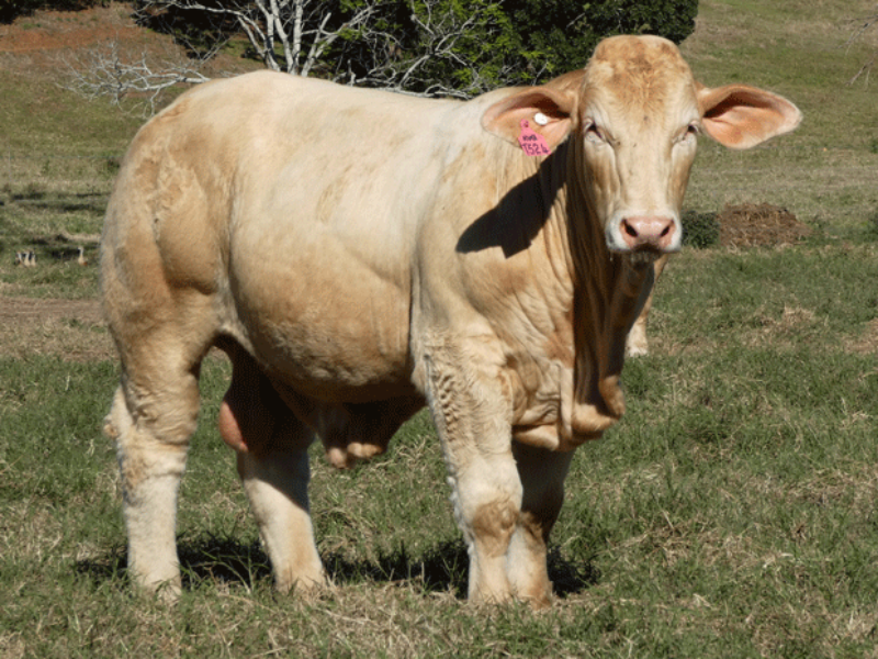 Lot 67 - KANDANGA VALLEY TURNER | AuctionsPlus
