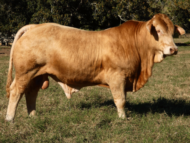 Lot 75 - KANDANGA VALLEY THRONG | AuctionsPlus