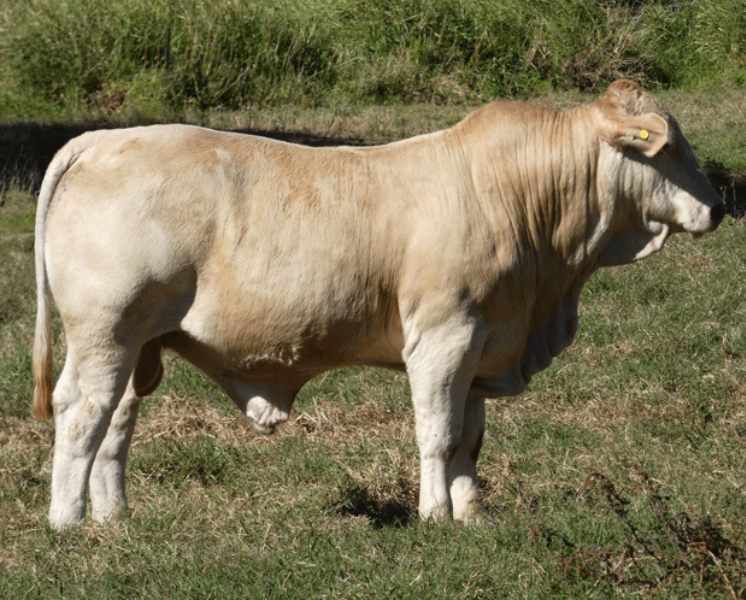 Lot 79 - KANDANGA VALLEY TRESCO | AuctionsPlus