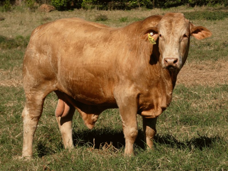 Lot 93 - KANDANGA VALLEY SHANE | AuctionsPlus