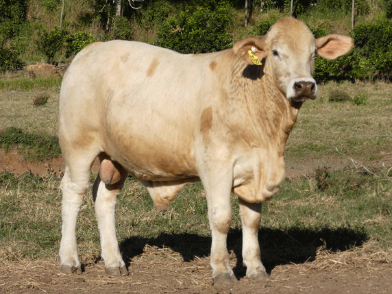 Lot 106 - KANDANGA VALLEY TEXAS (PS) | AuctionsPlus