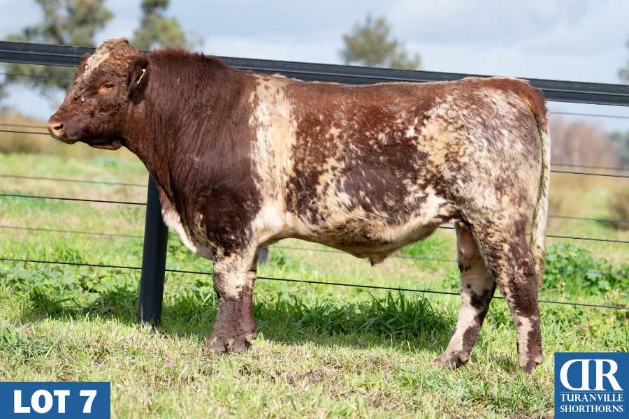Lot 7 - TURANVILLE SENATOR T171 (P) (AI) (TW) (Roan) | AuctionsPlus
