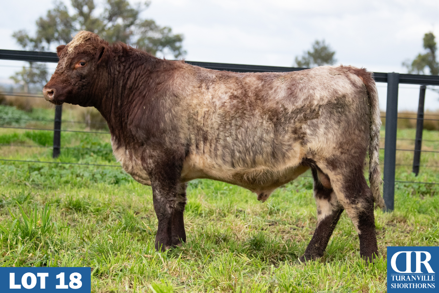 Lot 18 - TURANVILLE SENATOR T101 (P) (AI) (Roan) | AuctionsPlus