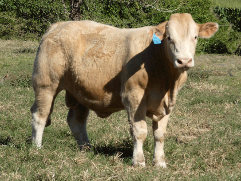 Lot 24 - KANDANGA VALLEY TRIBEKA (RF) | AuctionsPlus