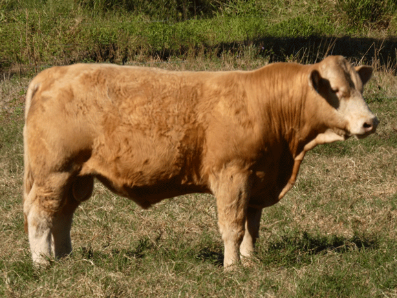 Lot 49 - KANDANGA VALLEY TIGGER (P)(RF) | AuctionsPlus