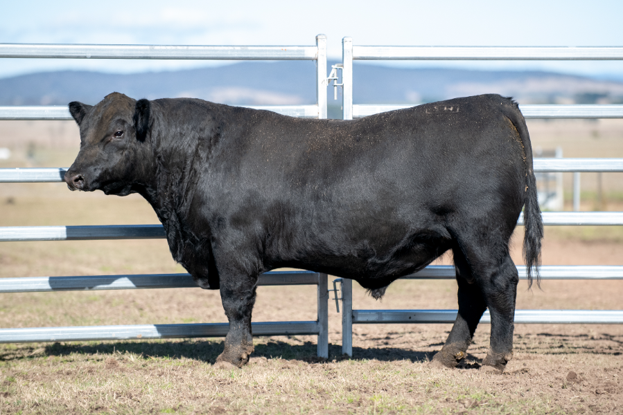 LOT 13 - SPRING HILL TAILOR MADE T137 | AuctionsPlus