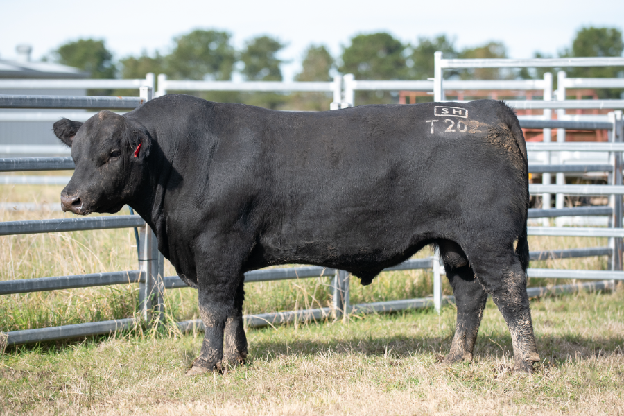 LOT 39 - SPRING HILL PACIFIC T202 | AuctionsPlus