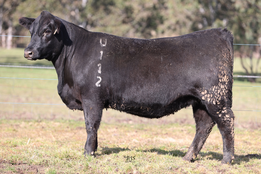 Lot 43 - CIRCLE 8 ROSEBUD U112 | AuctionsPlus
