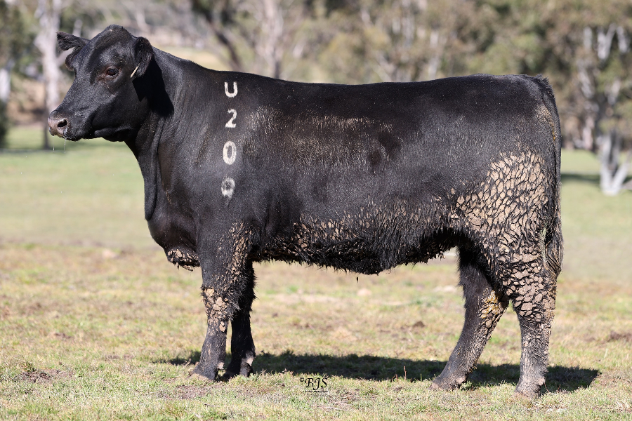 Lot 86 - CIRCLE 8 ROSEBUD U209 | AuctionsPlus