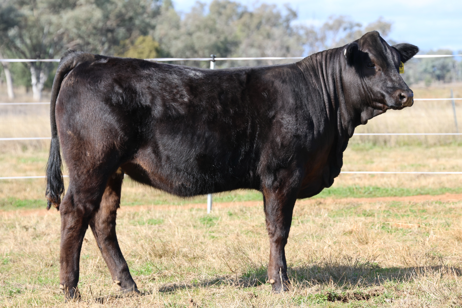 Lot 37 - MALA-DAKI LILIBET U84 | AuctionsPlus