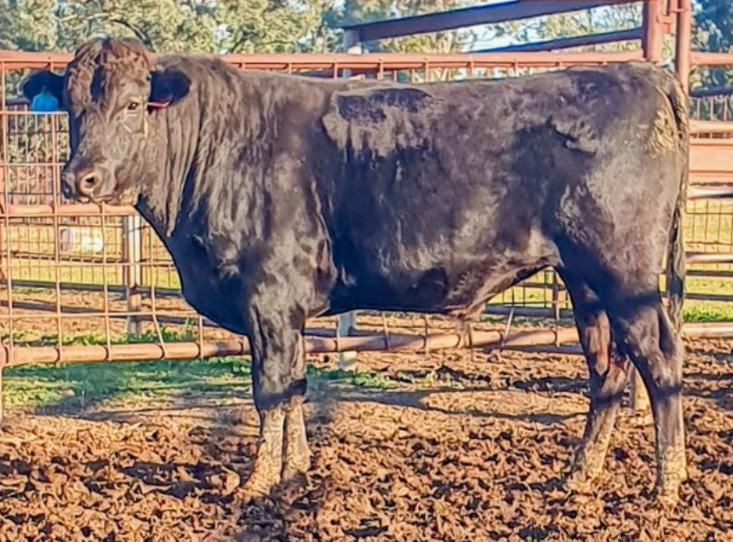 Lot 24 - CARNANA STATION T6034 (AI) (ET) | AuctionsPlus