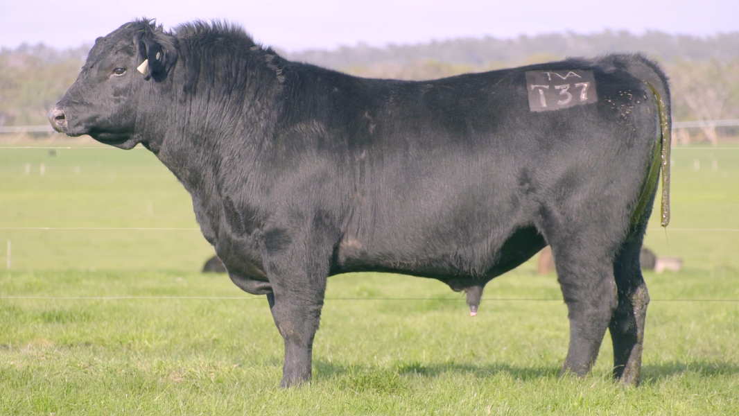 Lot 2 - TOLIVAR THINK BIG T37 | AuctionsPlus