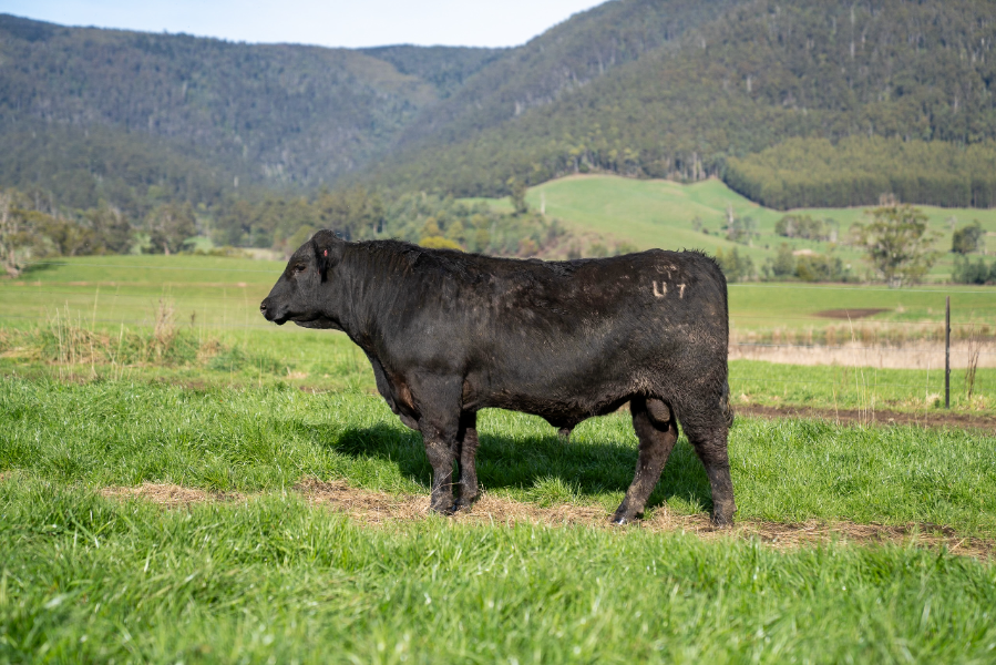 Lot 15 - NEW RIVER BEEF QUIXOTE U7 | AuctionsPlus