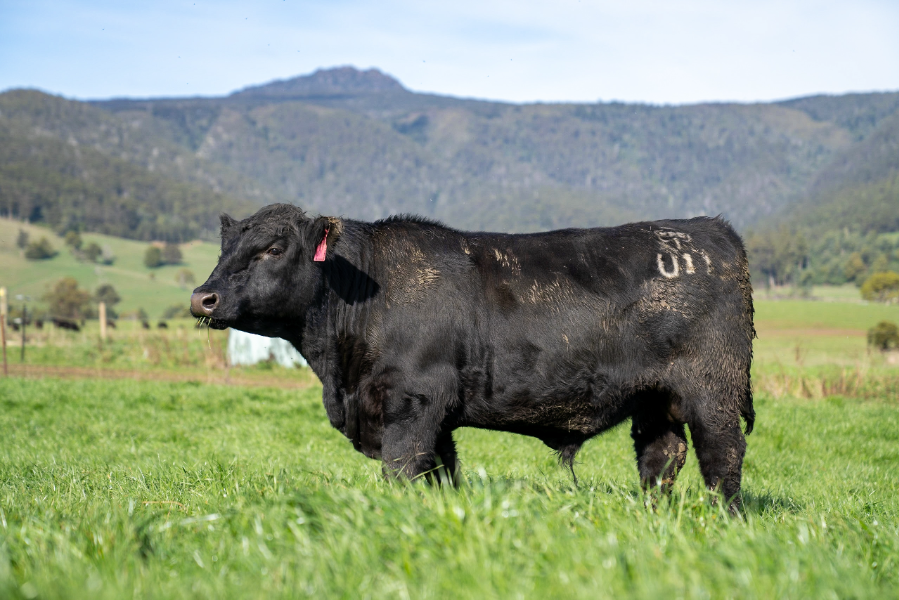Lot 17 - NEW RIVER BEEF FLANAGAN U11 | AuctionsPlus