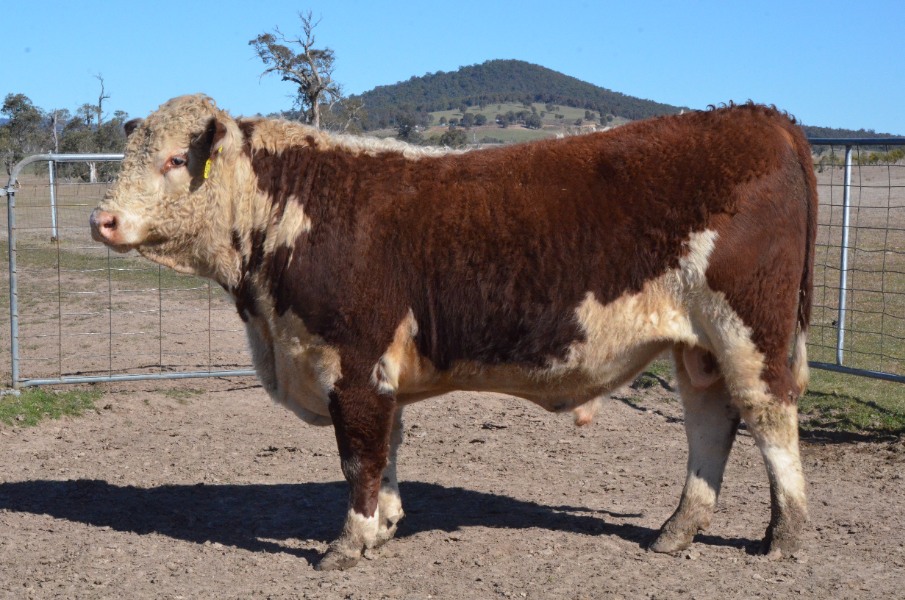Lot 17 - BENDOC PARK TRANSFIX T62 (PP) | AuctionsPlus