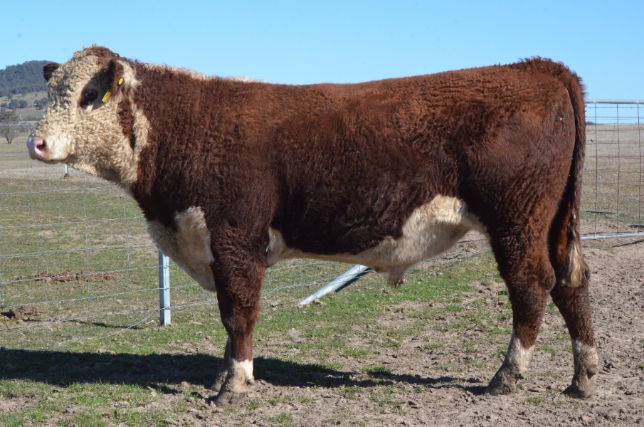 Lot 20 - BENDOC PARK THRILLER T27 (P) | AuctionsPlus