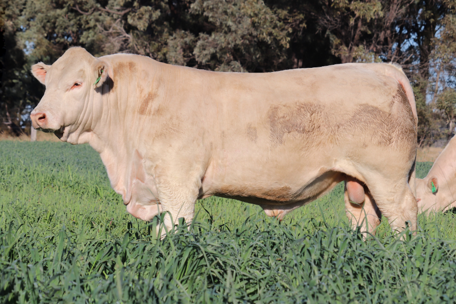 Lot 8 - PALGROVE TURBULENCE (P) ET PV | AuctionsPlus