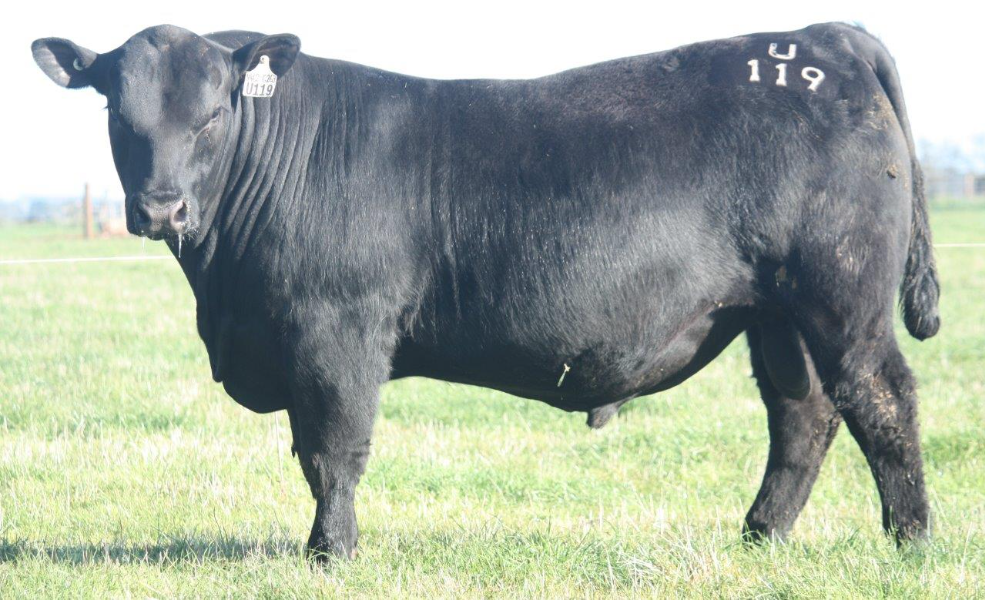 Lot 31 - BANQUET UNCOVER U119 | AuctionsPlus