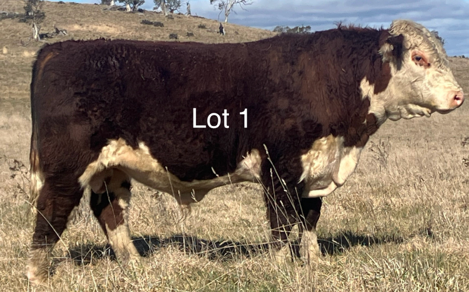 Lot 1 - BENDOC PARK ULTIMATE U4 (PP) | AuctionsPlus