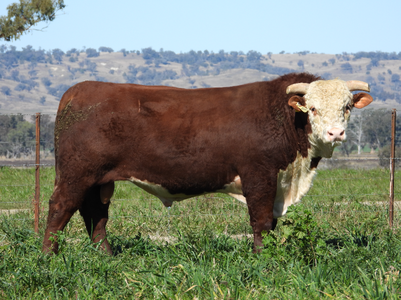 Lot 5 - IRONBARK M194 STORM T176 (AI) (H) | AuctionsPlus