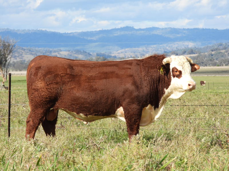 Lot 38 - IRONBARK M194 STORM T298 (AI) (H) | AuctionsPlus