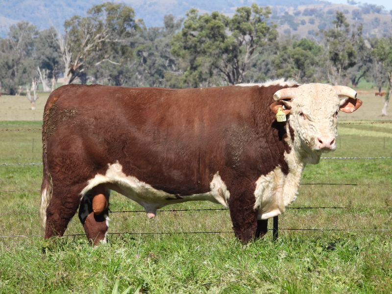 Lot 70 - IRONBARK M194 STORM T034 (AI) (H) | AuctionsPlus