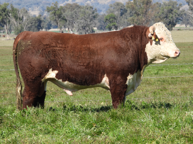 Lot 71 - IRONBARK N245 DAYBREAK T282 (AI) (H) | AuctionsPlus