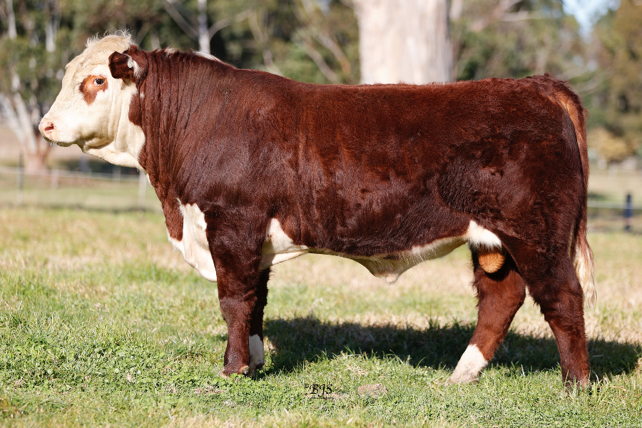 Lot 9 - WARRINGA USMAN U213 (AI) (PP) | AuctionsPlus