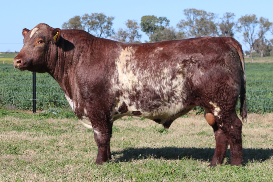 Lot 20 - WEEBOLLABOLLA THEO T50 (P) (AI) (Roan) | AuctionsPlus