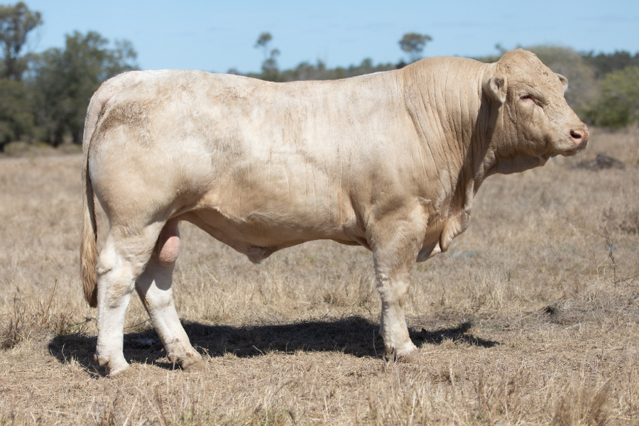 Lot 3 - HOPGOOD TEACHERS PET | AuctionsPlus