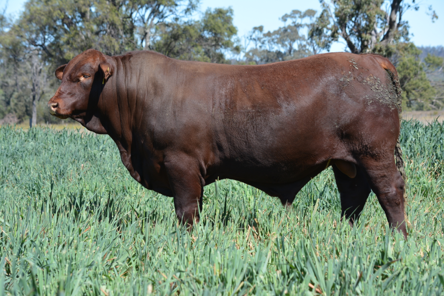 Lot 1 - ROSEVALE UNICO U164 (P) | AuctionsPlus