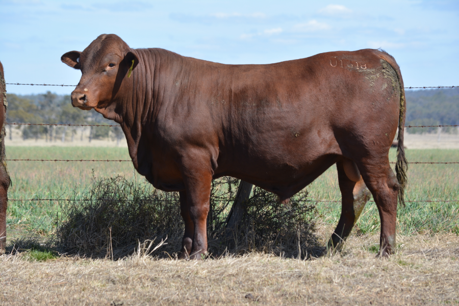 Lot 176 - ROSEVALE JACKAROO U1618 (P) | AuctionsPlus