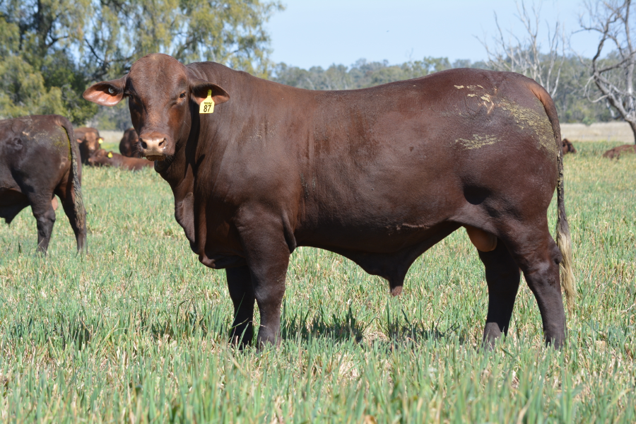 Lot 87 - ROSEVALE RAJAH U978 (PP) | AuctionsPlus