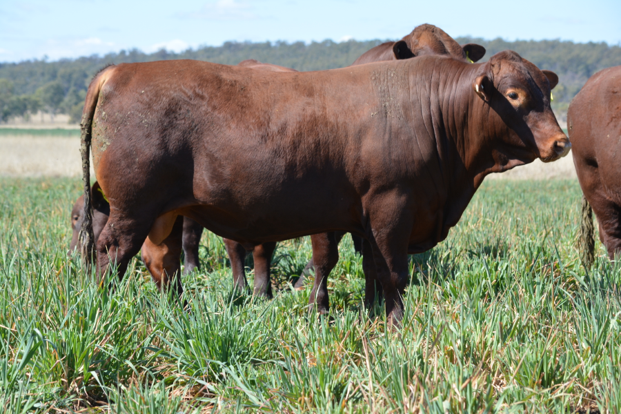 Lot 173 - ROSEVALE MAVERICK U480 (P) | AuctionsPlus