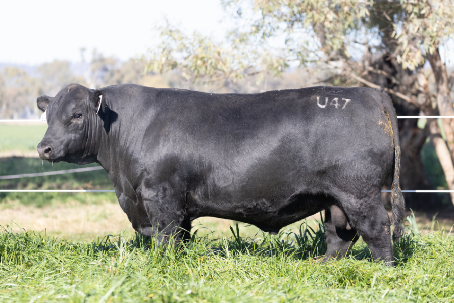 Lot 31 - MILLAH MURRAH UNIVERSE U47 | AuctionsPlus