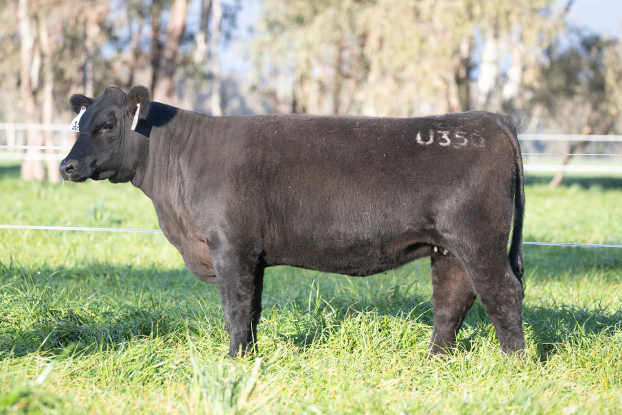 Lot 157 - ASCOT BURNETTE U350 | AuctionsPlus