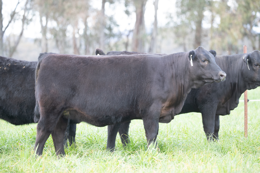Lot 170 - ASCOT HEART U417 | AuctionsPlus