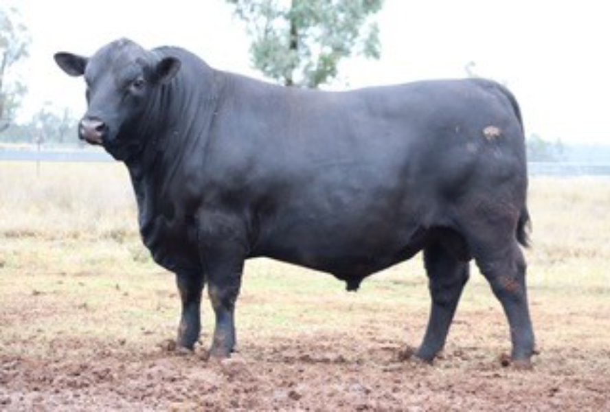 Lot 19 - RAFF EYES ONYOU T428 | AuctionsPlus