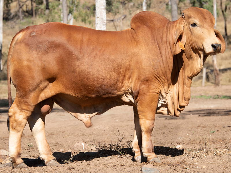 Lot 24 - MUAN 8085 (PS) | AuctionsPlus