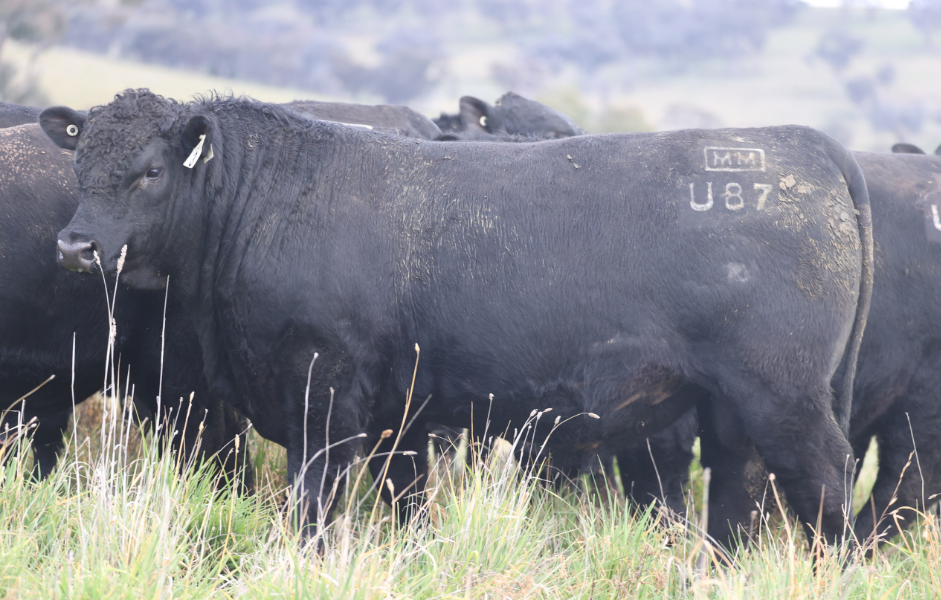 Lot 3 - MILLAH MURRAH ULSTERMAN U87 | AuctionsPlus